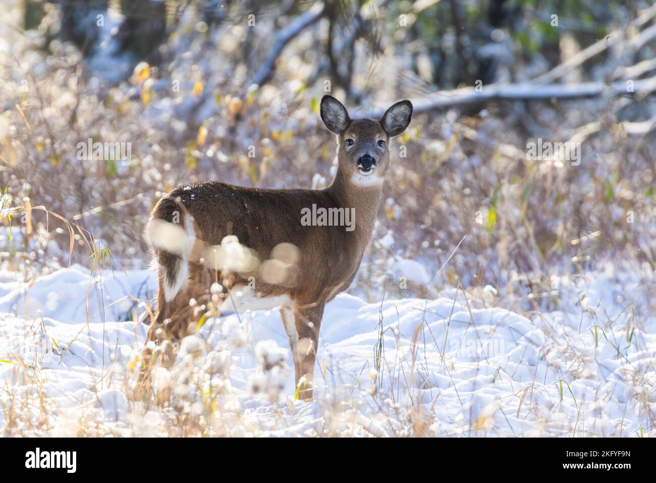 white-tailed deer in winte Stock Photo - Alamy