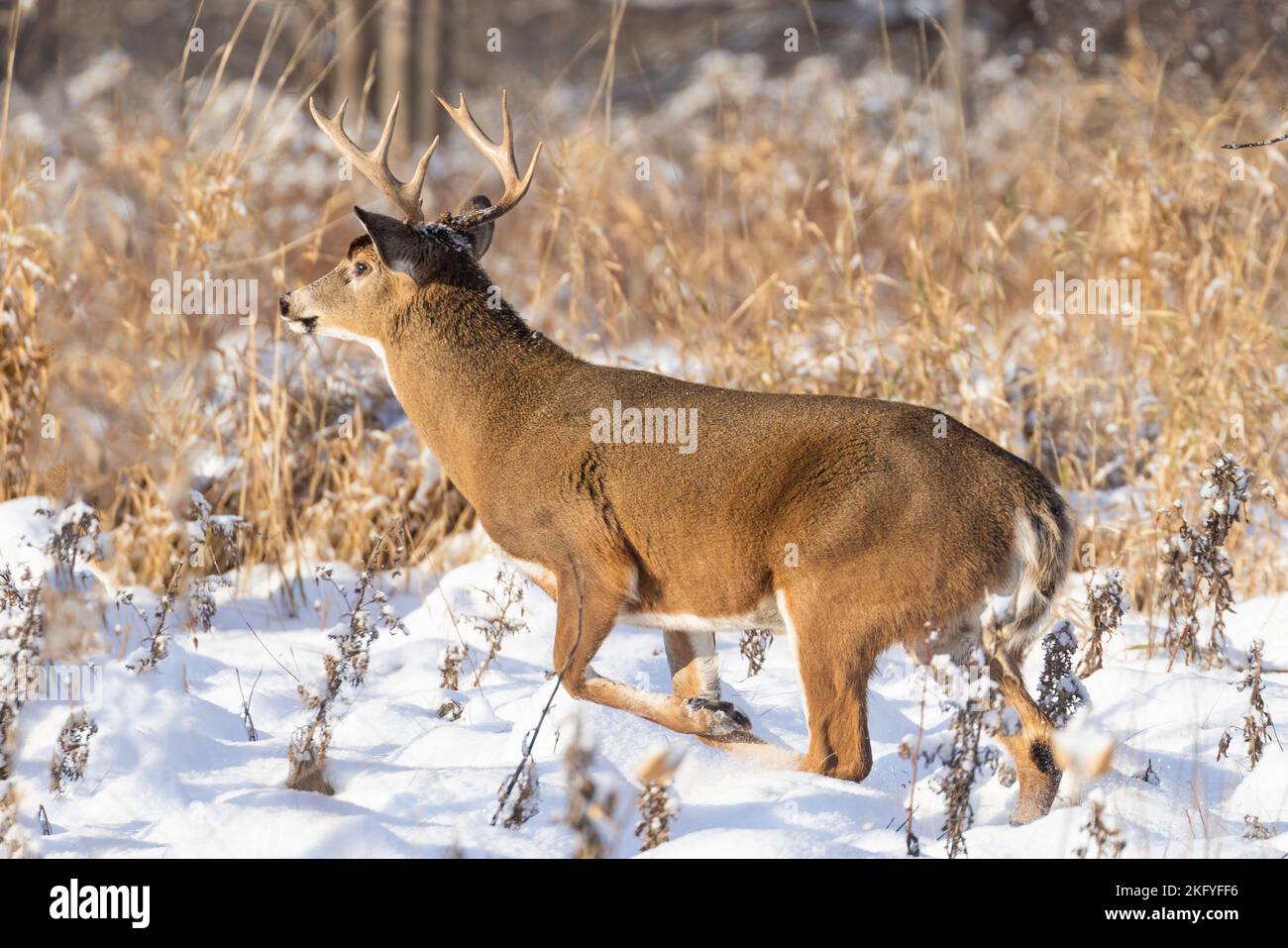 Whitetail deer buck november hi-res stock photography and images - Alamy