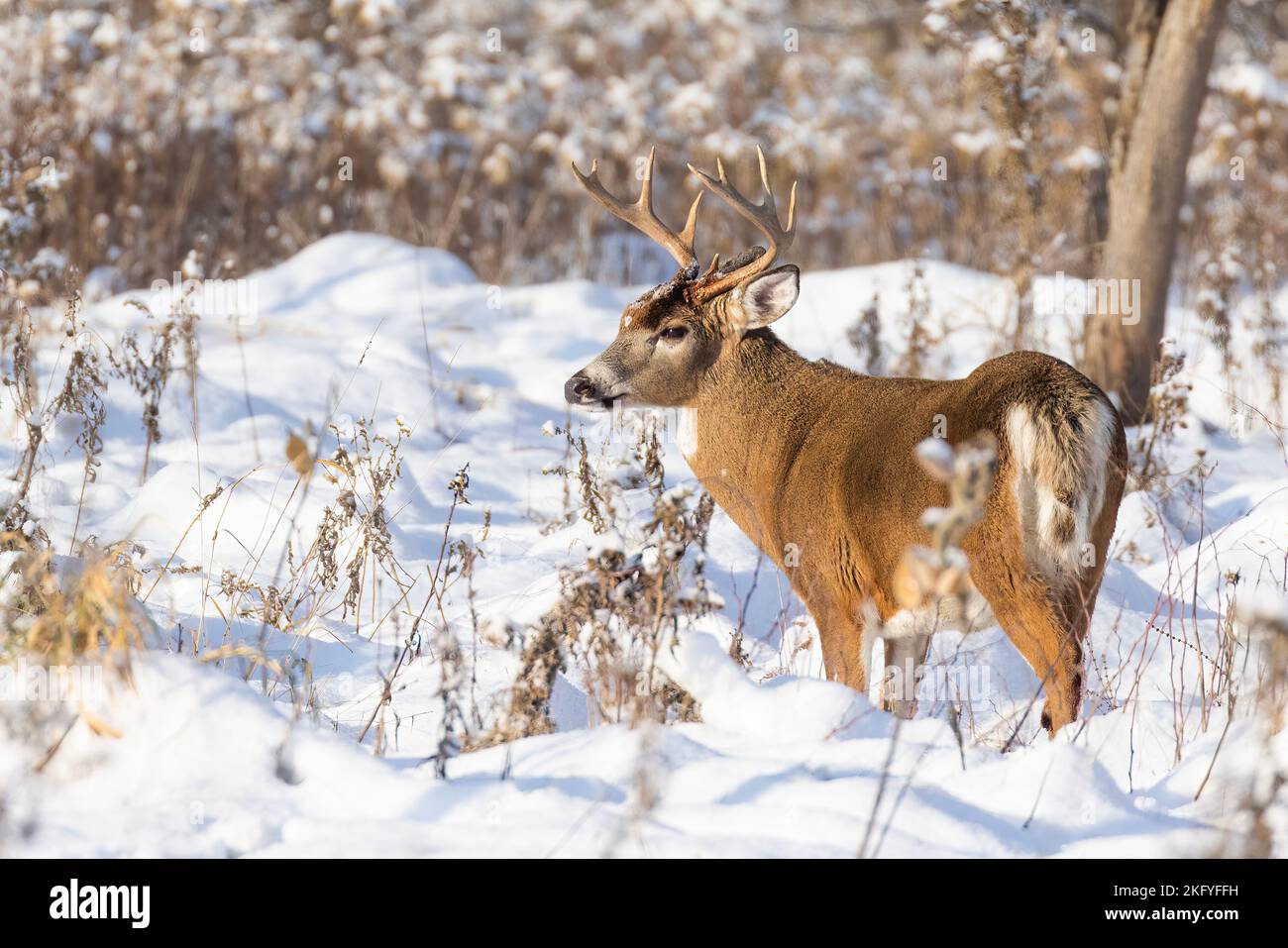 Tired deer hi-res stock photography and images - Alamy