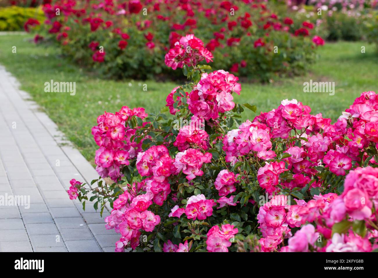Lush pink roses bush in summer garden Stock Photo - Alamy