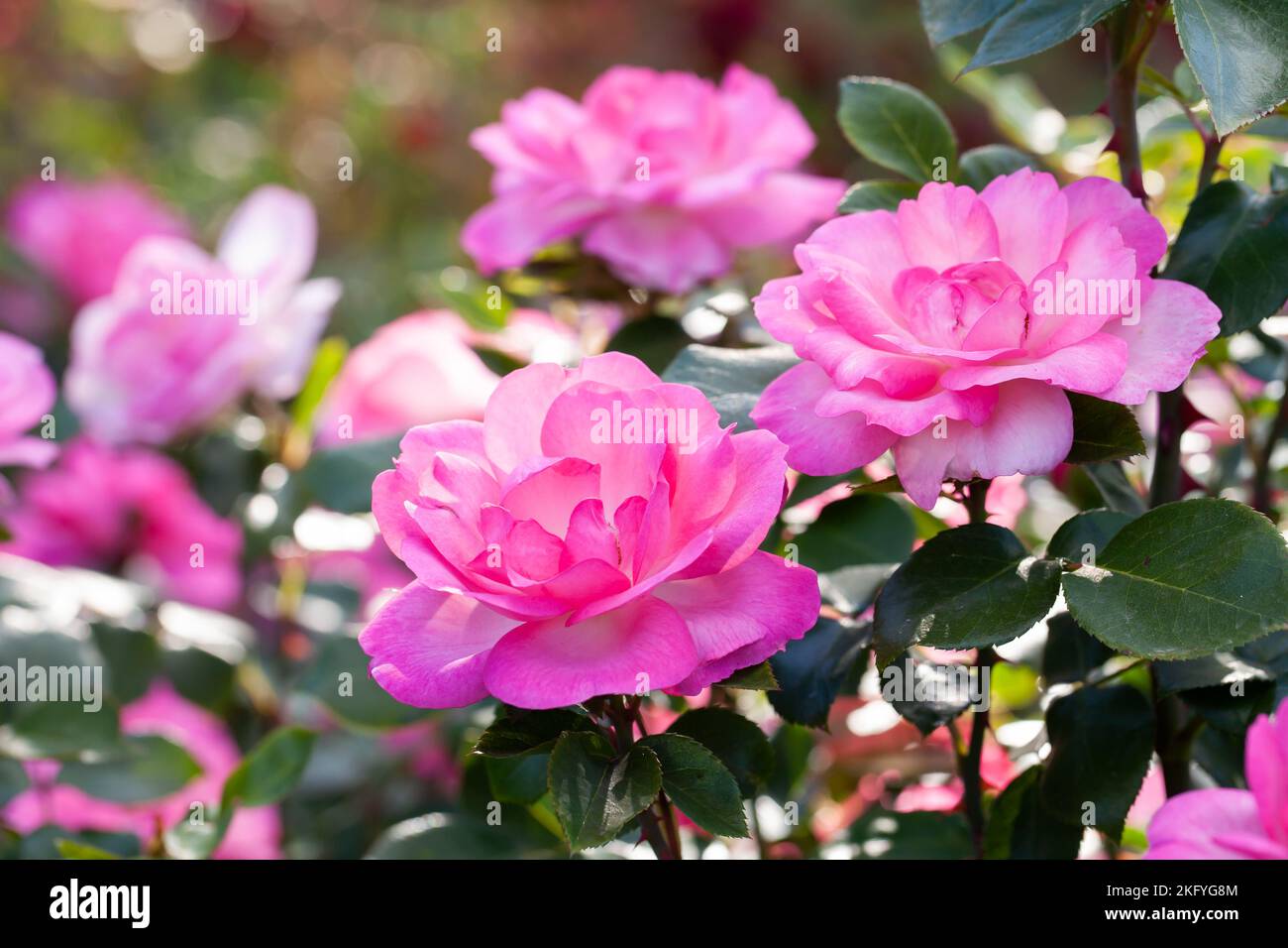 Gardening with pink hi-res stock photography and images - Alamy