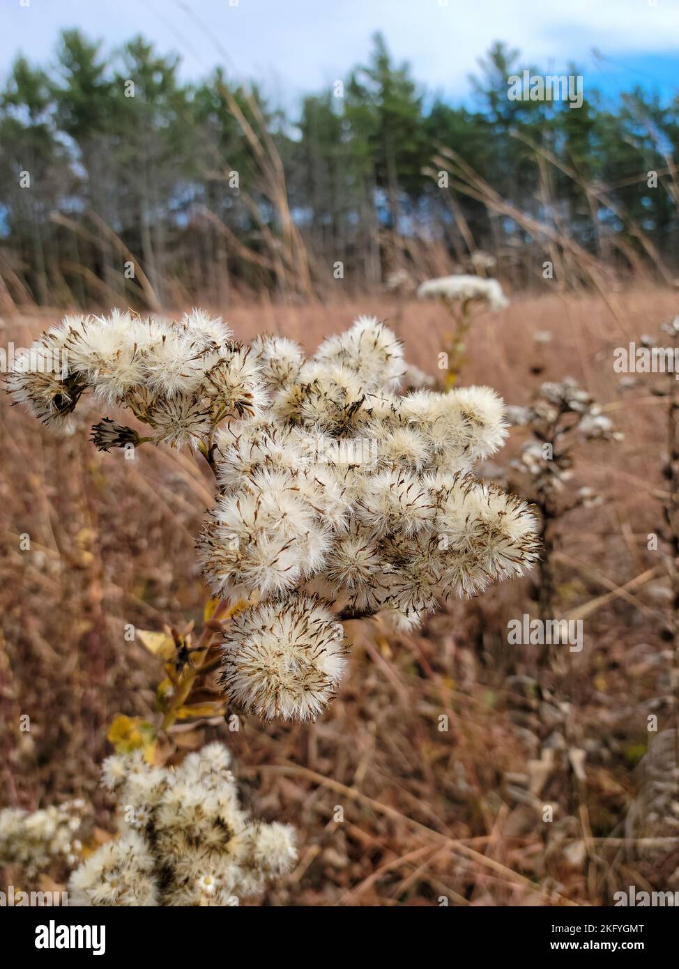 Fluffy wildflowers hi-res stock photography and images - Alamy