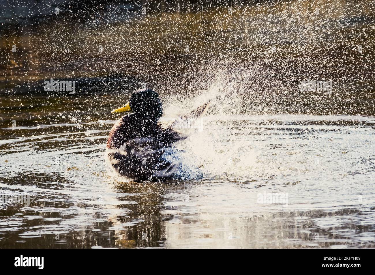 Male Mallard duck splashing around, taking a bath Stock Photo - Alamy