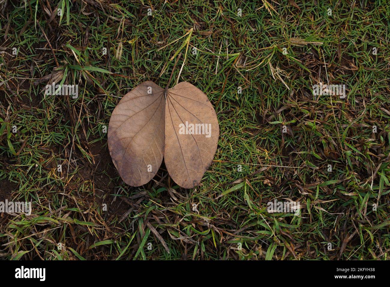 A closeup shot of a dry brown heart-shaped leaf on a grassy field Stock ...
