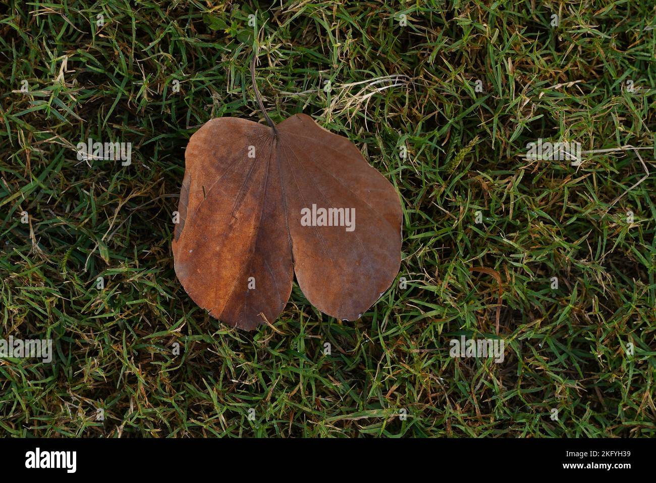A closeup shot of a dry brown heart-shaped leaf on a grassy field Stock ...