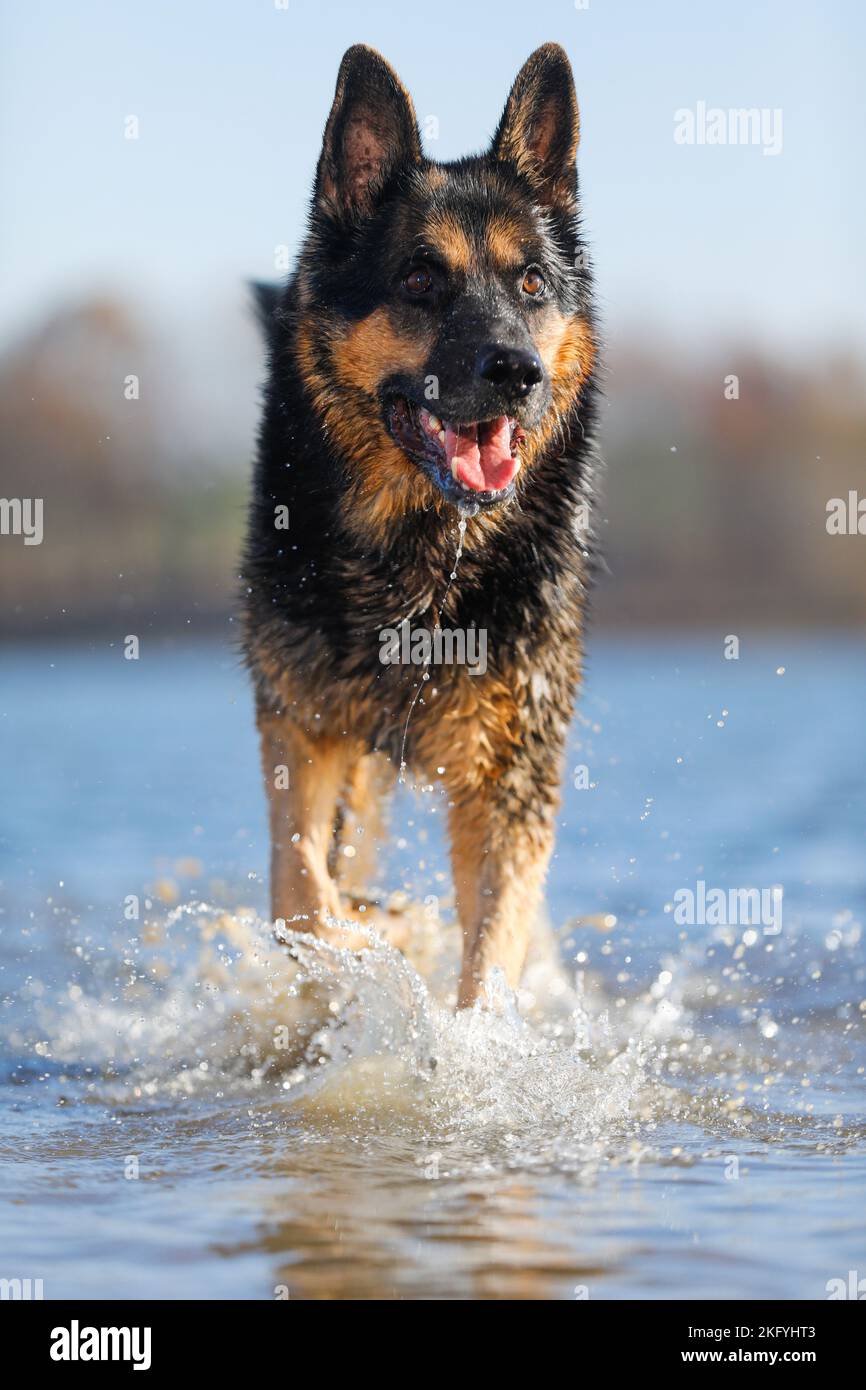 Walking with german shepherds dogs hi-res stock photography and images ...