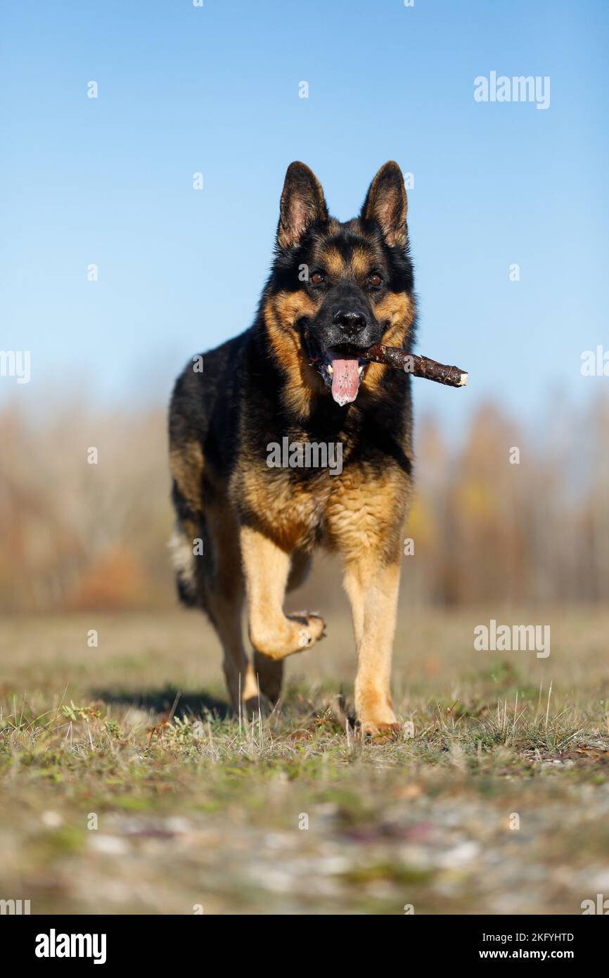 running German Shepherd Stock Photo - Alamy