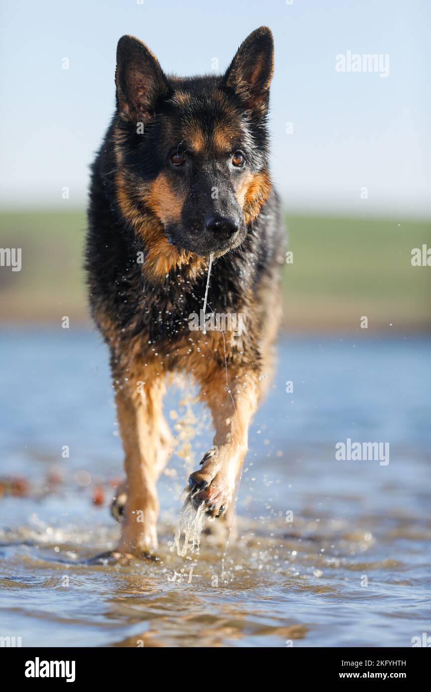 running German Shepherd Stock Photo - Alamy