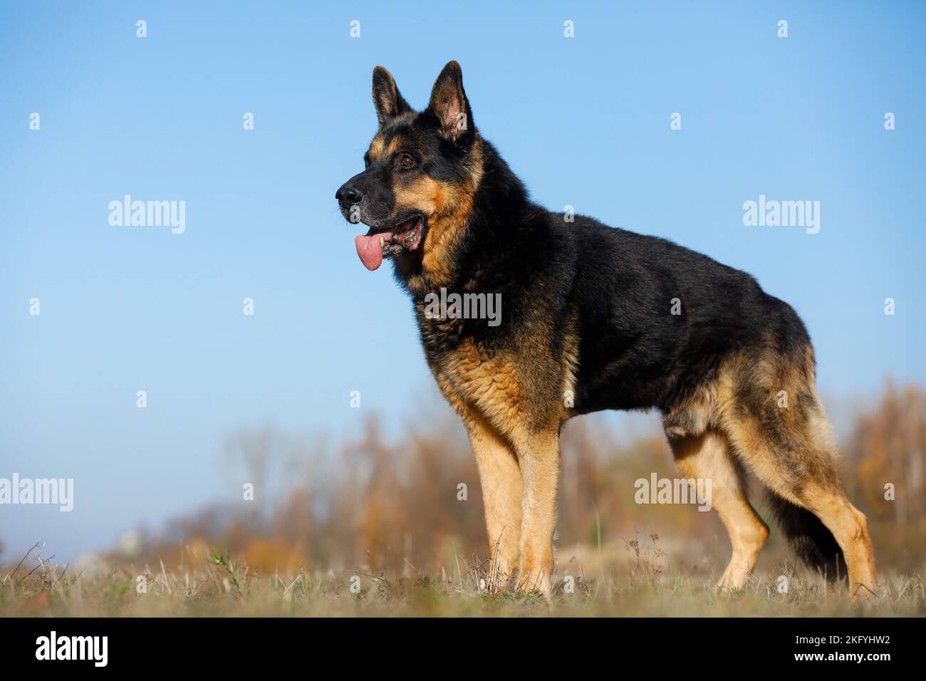 standing German Shepherd Stock Photo - Alamy
