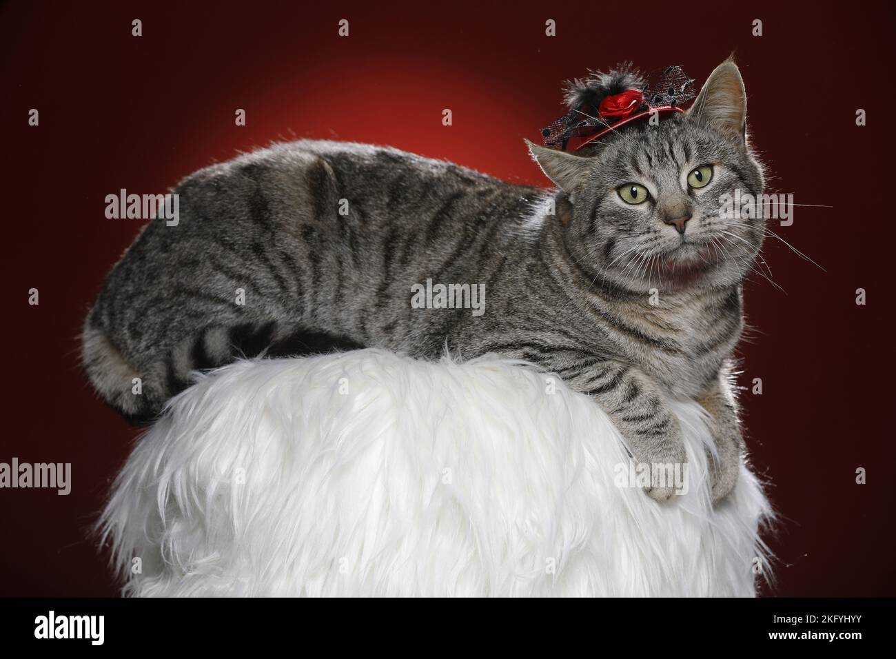 Cat with hat hi-res stock photography and images - Alamy
