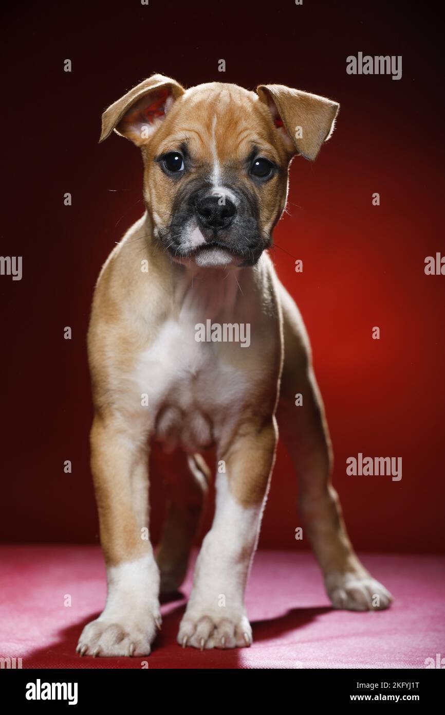 Standing puppy hi-res stock photography and images - Alamy