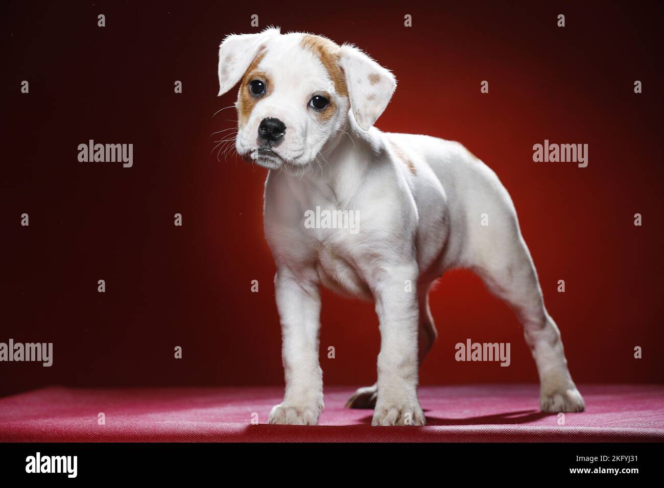 Standing puppy hi-res stock photography and images - Alamy