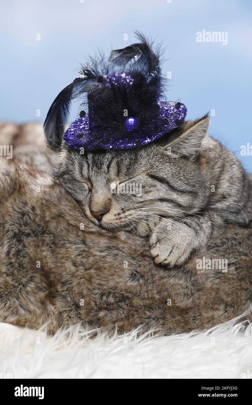 Snoozing hat hi-res stock photography and images - Alamy