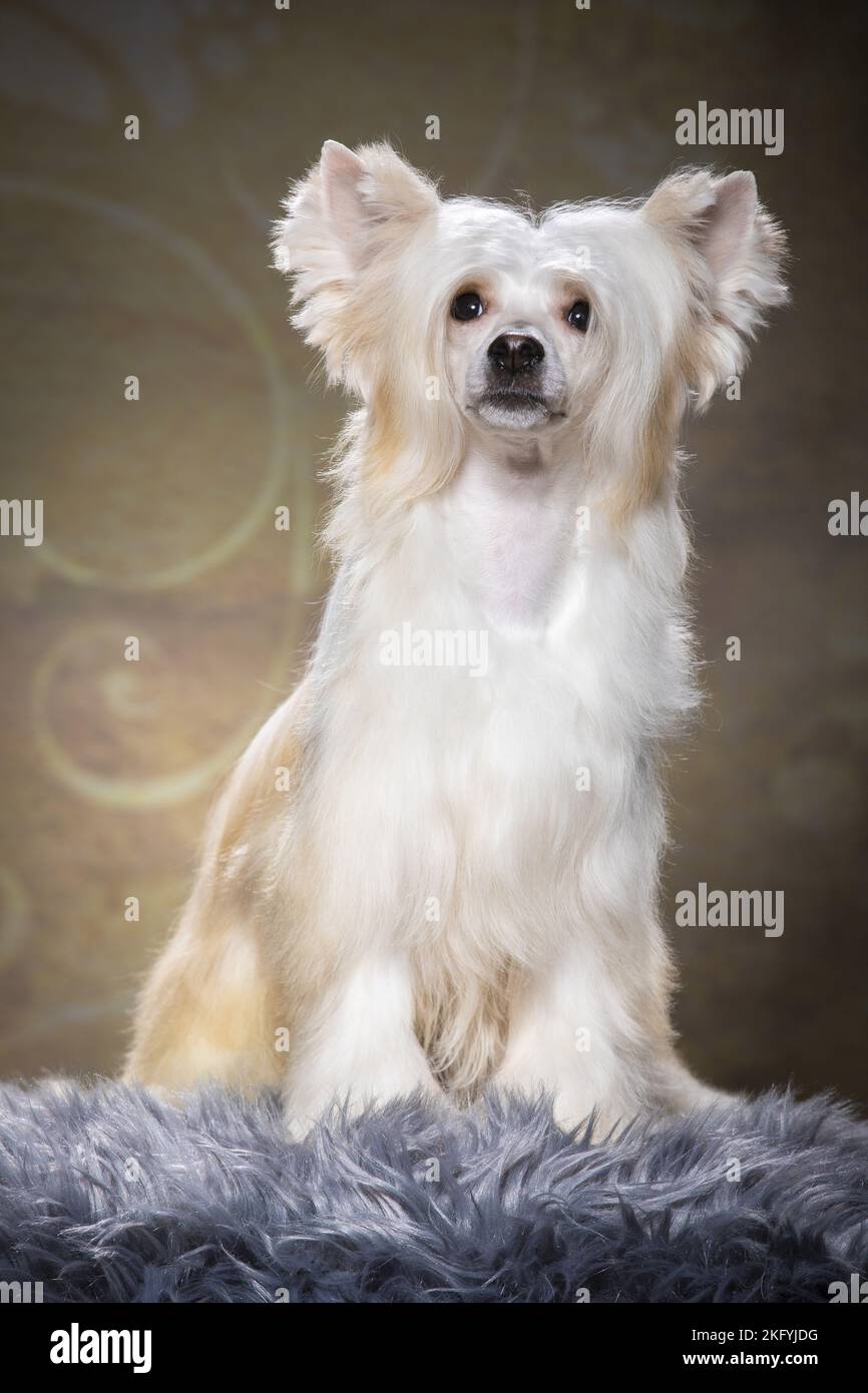 sitting Chinese Crested Powderpuff Stock Photo - Alamy