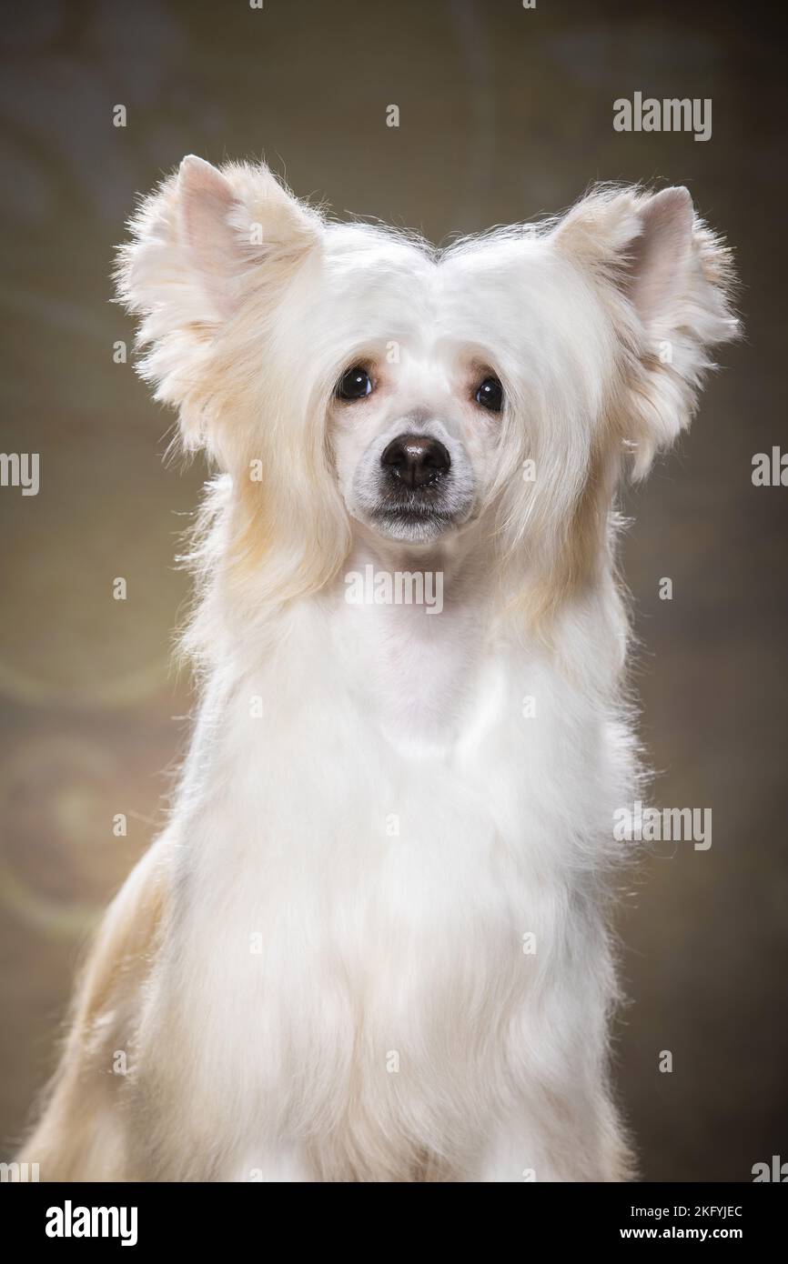 Chinese Crested Powderpuff Portrait Stock Photo - Alamy
