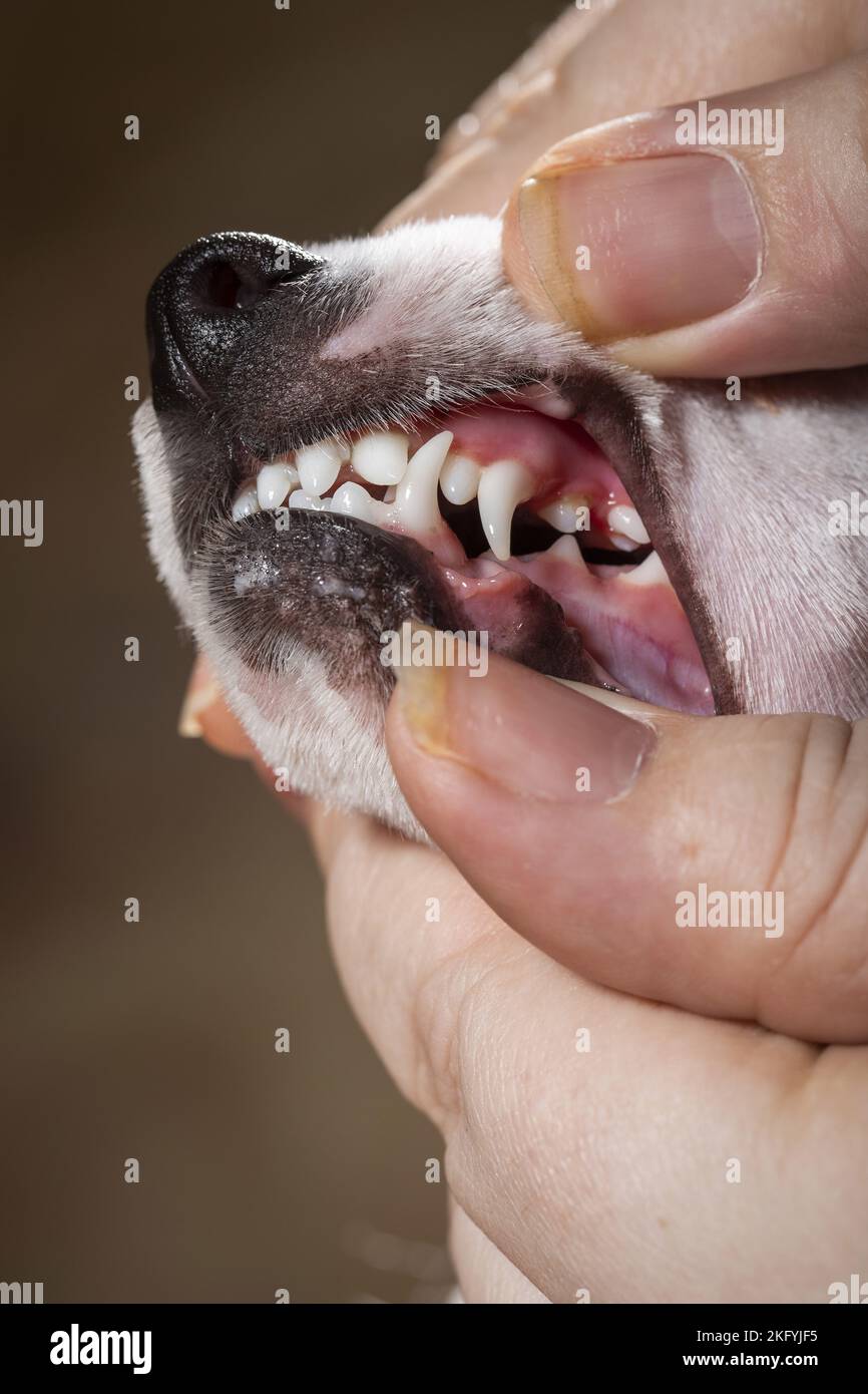 Milk teeth hi-res stock photography and images - Alamy