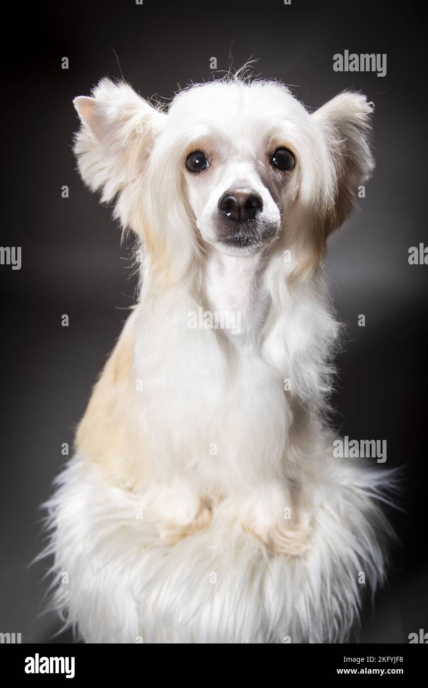 sitting Chinese Crested Powderpuff Stock Photo - Alamy