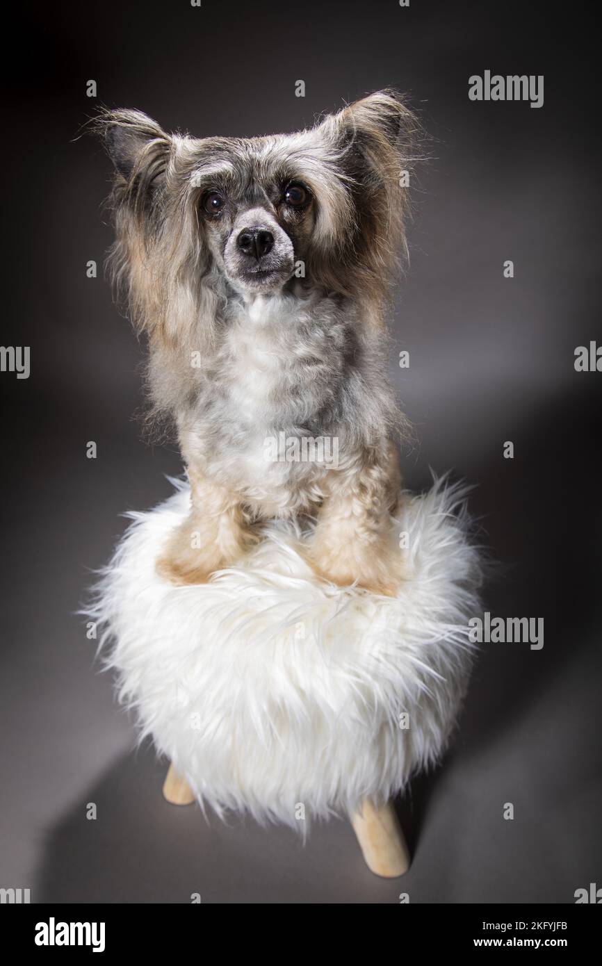 sitting Chinese Crested Powderpuff Stock Photo - Alamy