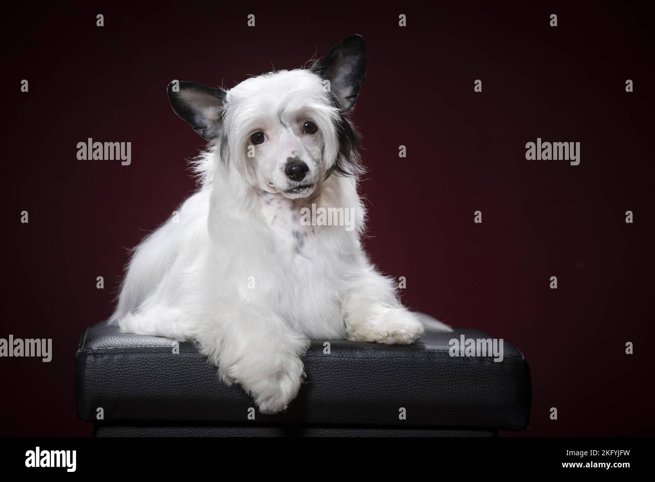 Chinese crested puff black white hi-res stock photography and images ...