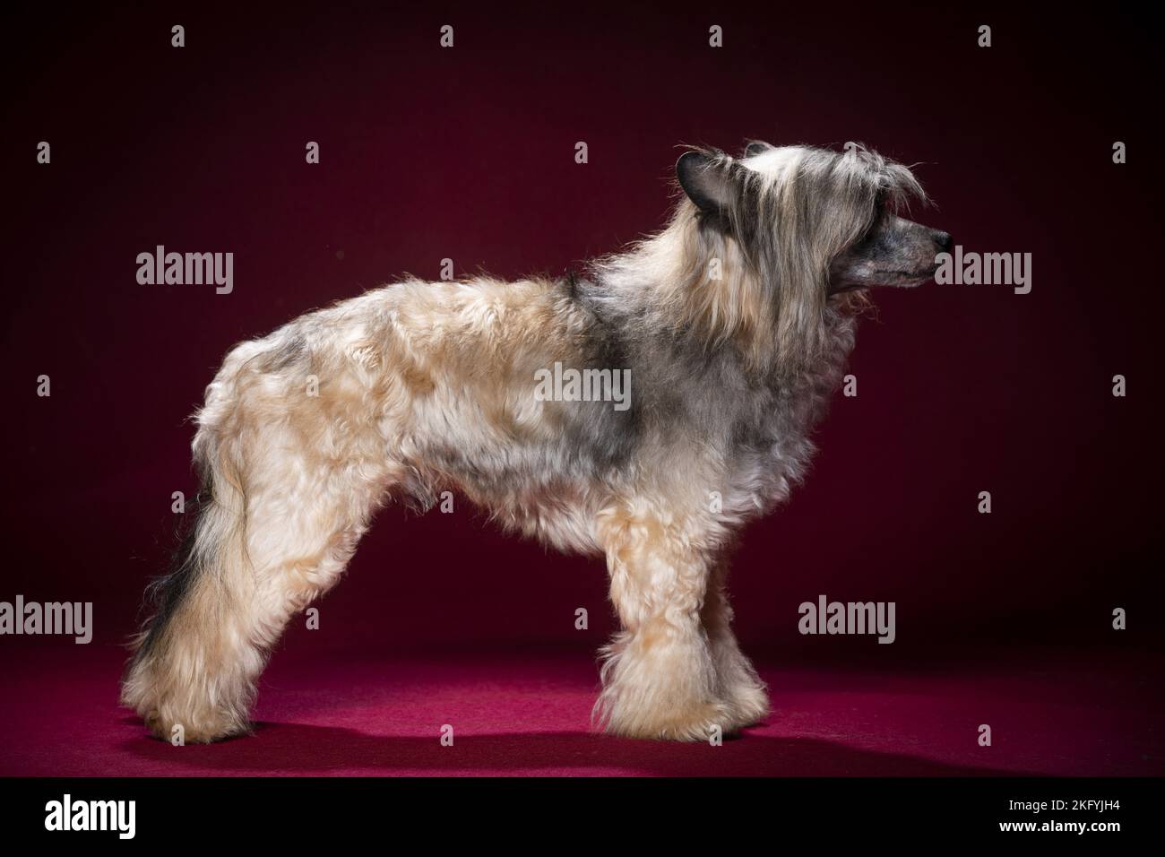 Crested long haired hi-res stock photography and images - Alamy