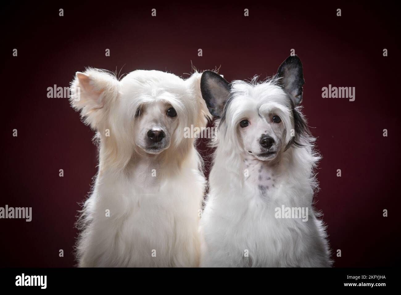 Chinese Crested Powderpuff Portrait Stock Photo - Alamy