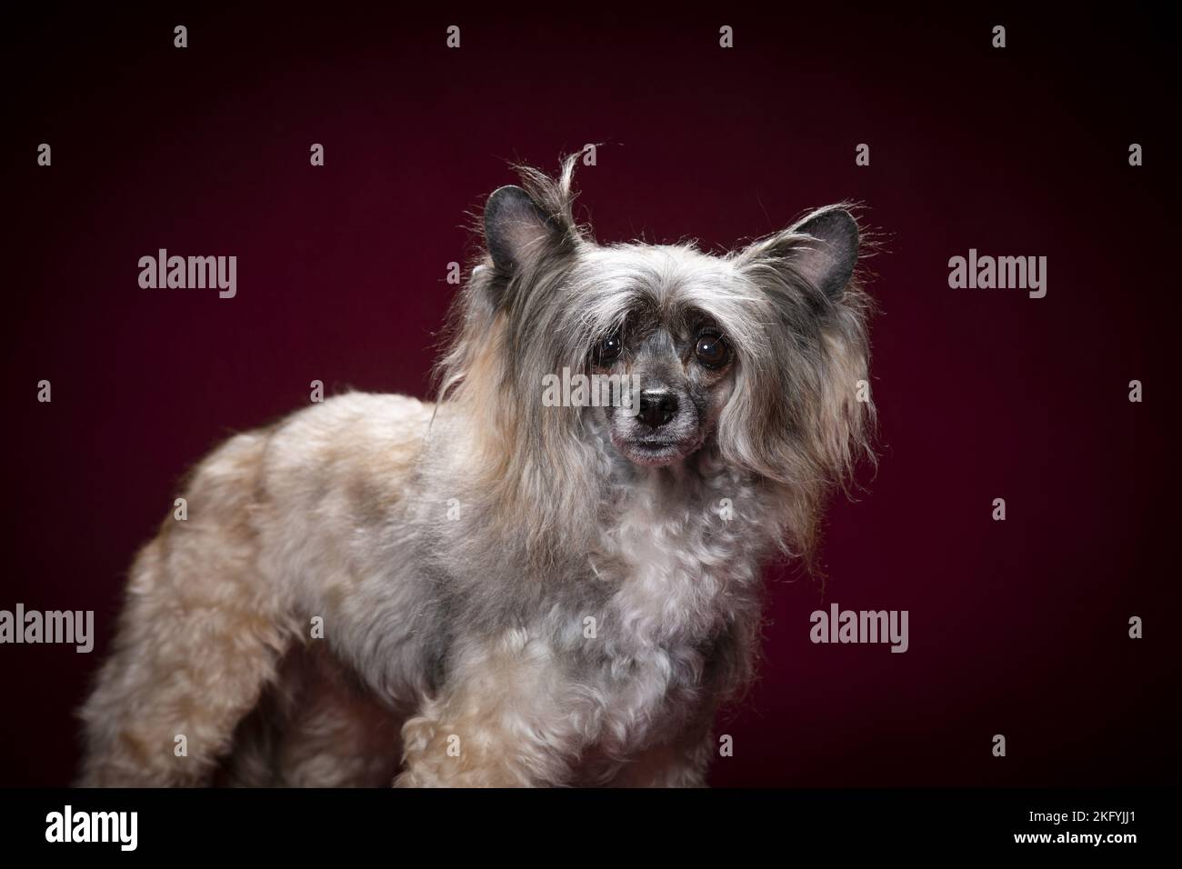 Chinese Crested Powderpuff Stock Photo - Alamy