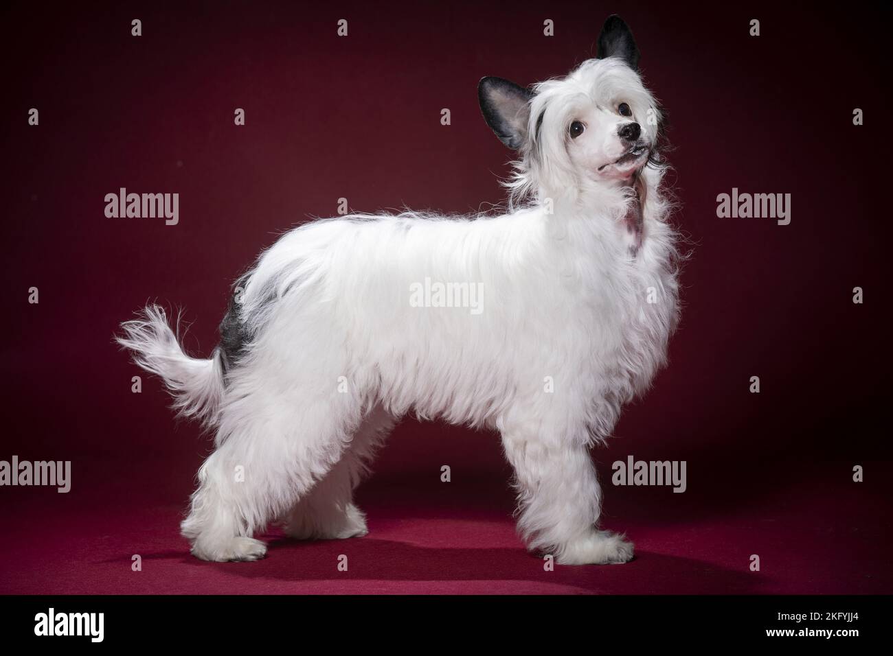 Chinese crested puff black white hi-res stock photography and images ...