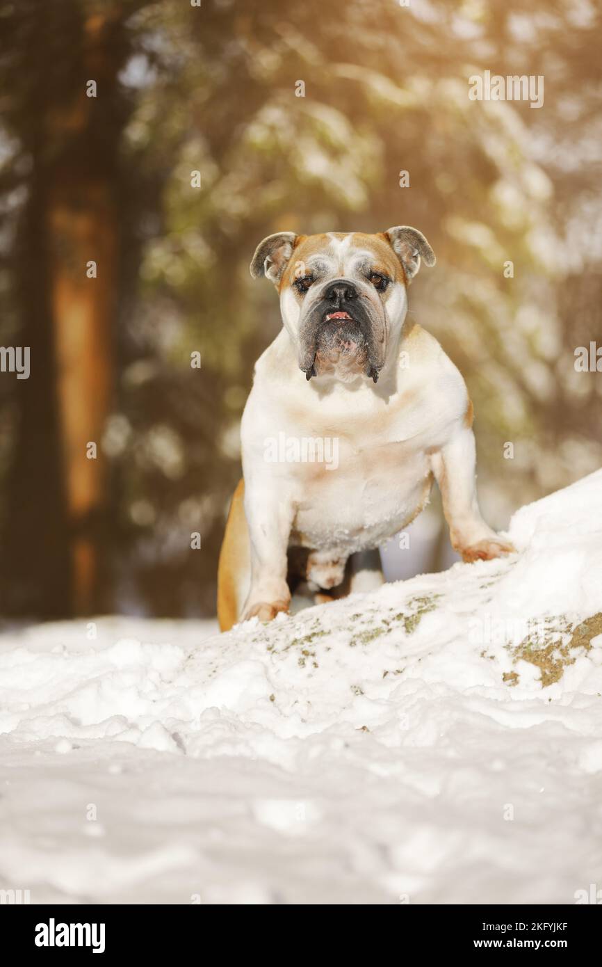 English Bulldog stands in snow Stock Photo - Alamy