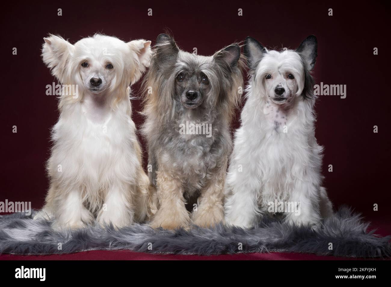 Chinese Crested Powder Puff Uk at Jaclyn Glenn blog