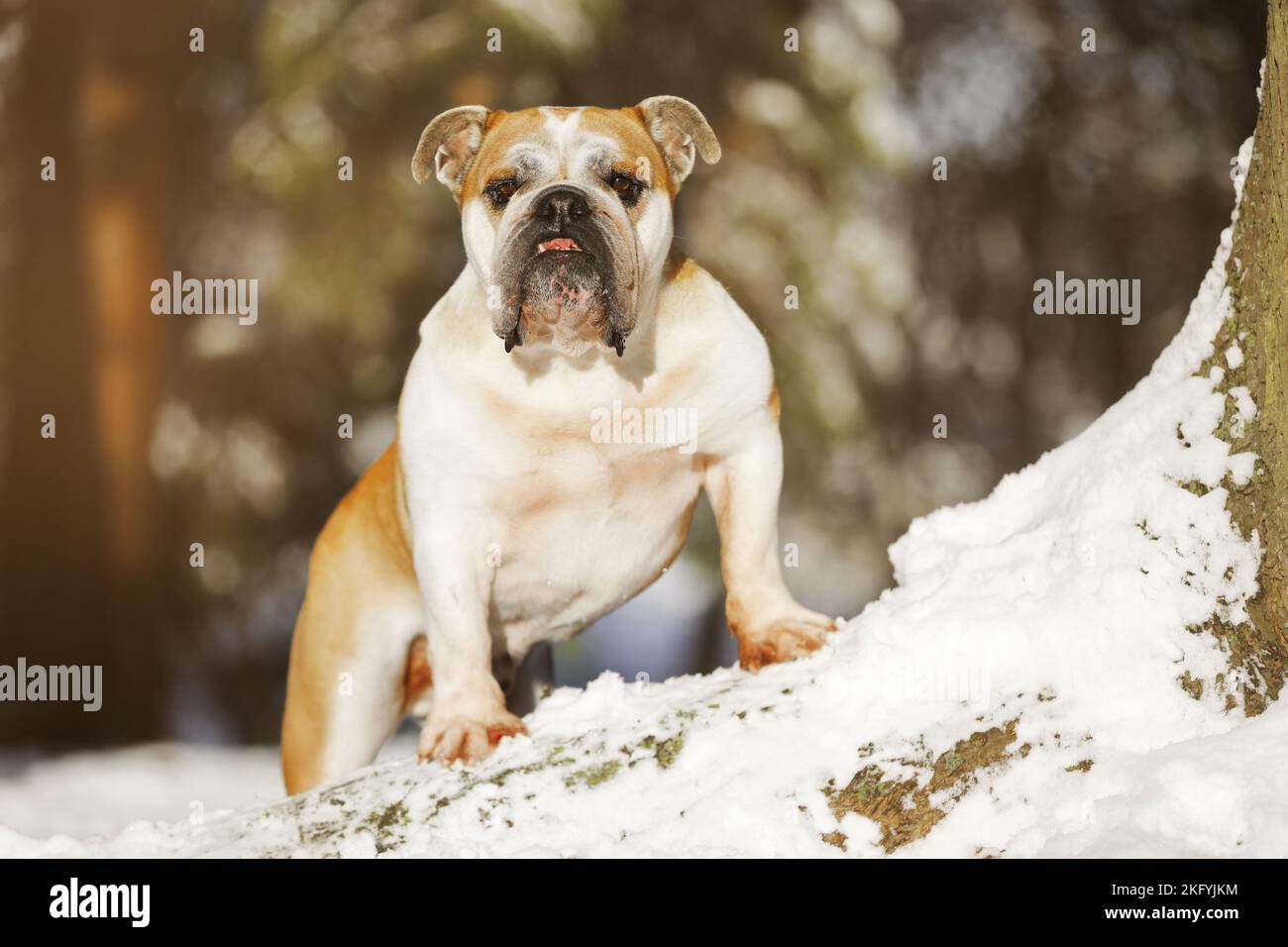 English Bulldog stands in snow Stock Photo - Alamy