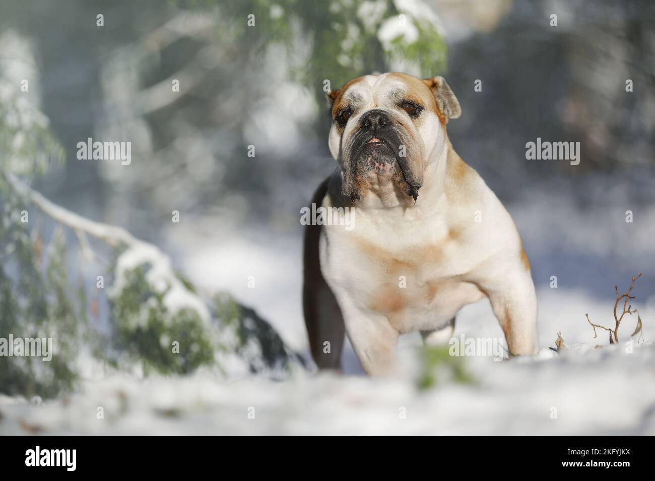 English Bulldog stands in snow Stock Photo - Alamy