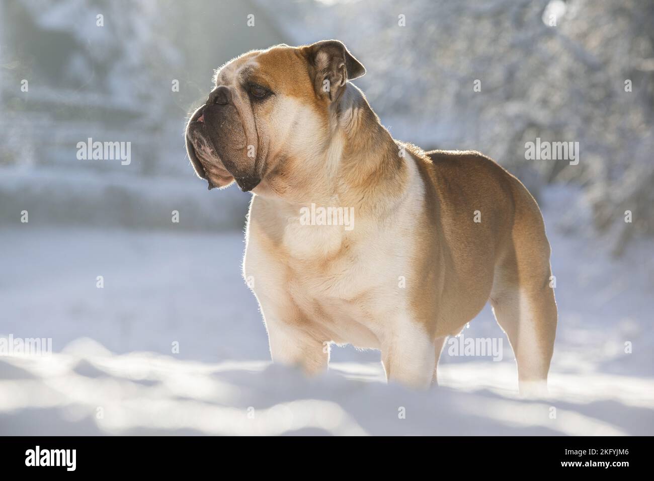 English Bulldog stands in snow Stock Photo - Alamy