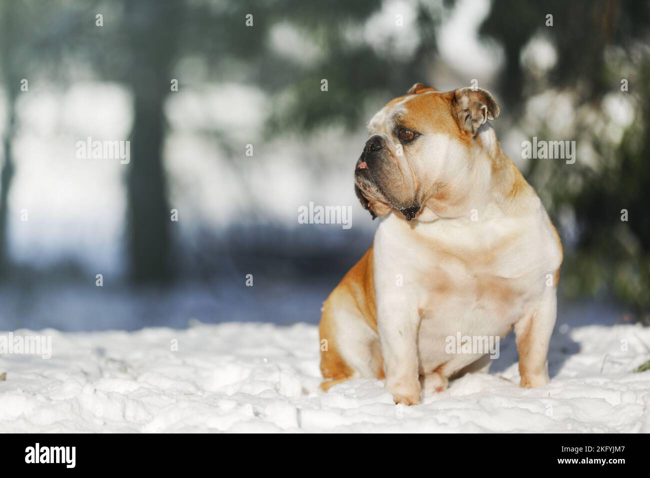 sitting English Bulldog Stock Photo - Alamy