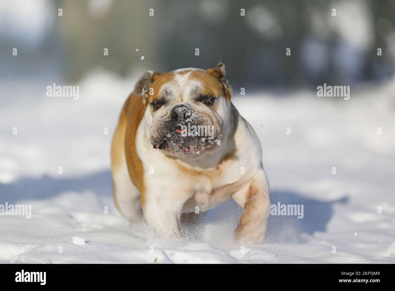 running English Bulldog Stock Photo - Alamy