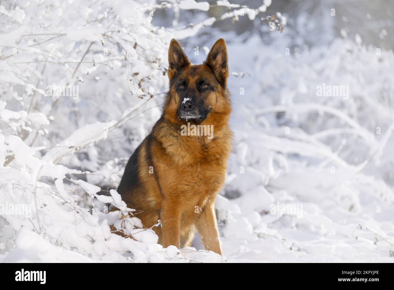 German Shepherd sits in the snow Stock Photo - Alamy