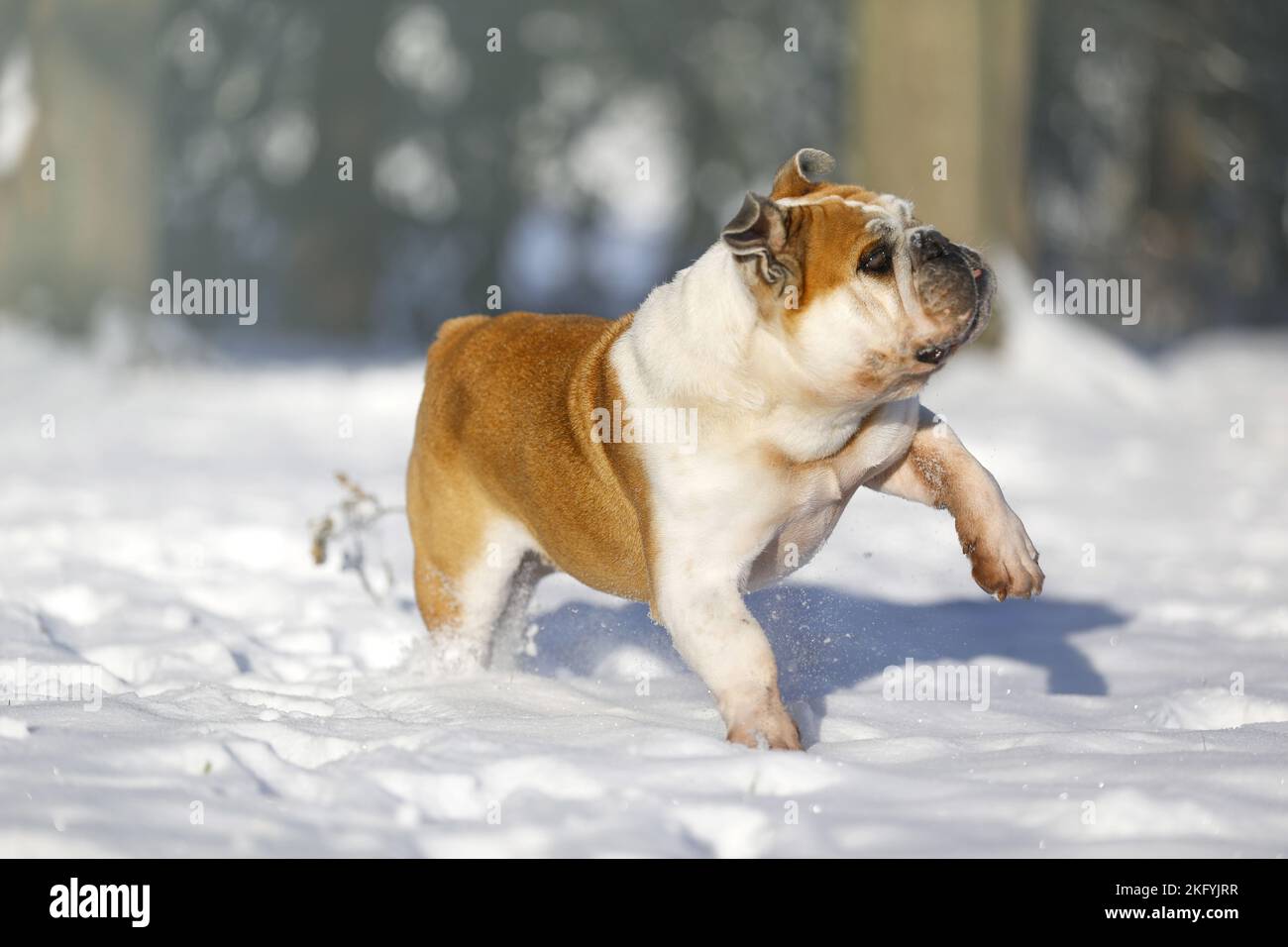 running English Bulldog Stock Photo - Alamy