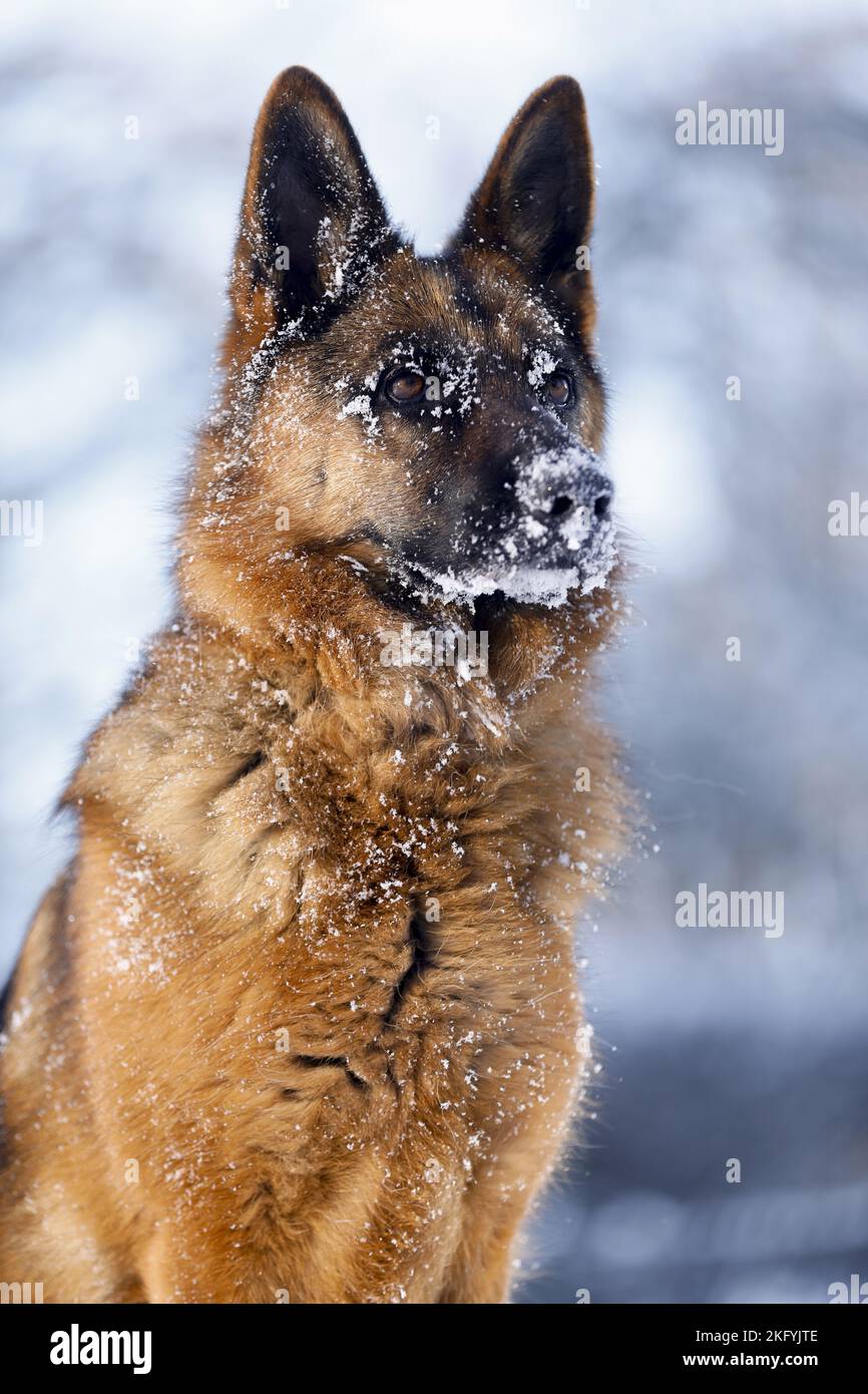 German Shepherd Portrait Stock Photo - Alamy