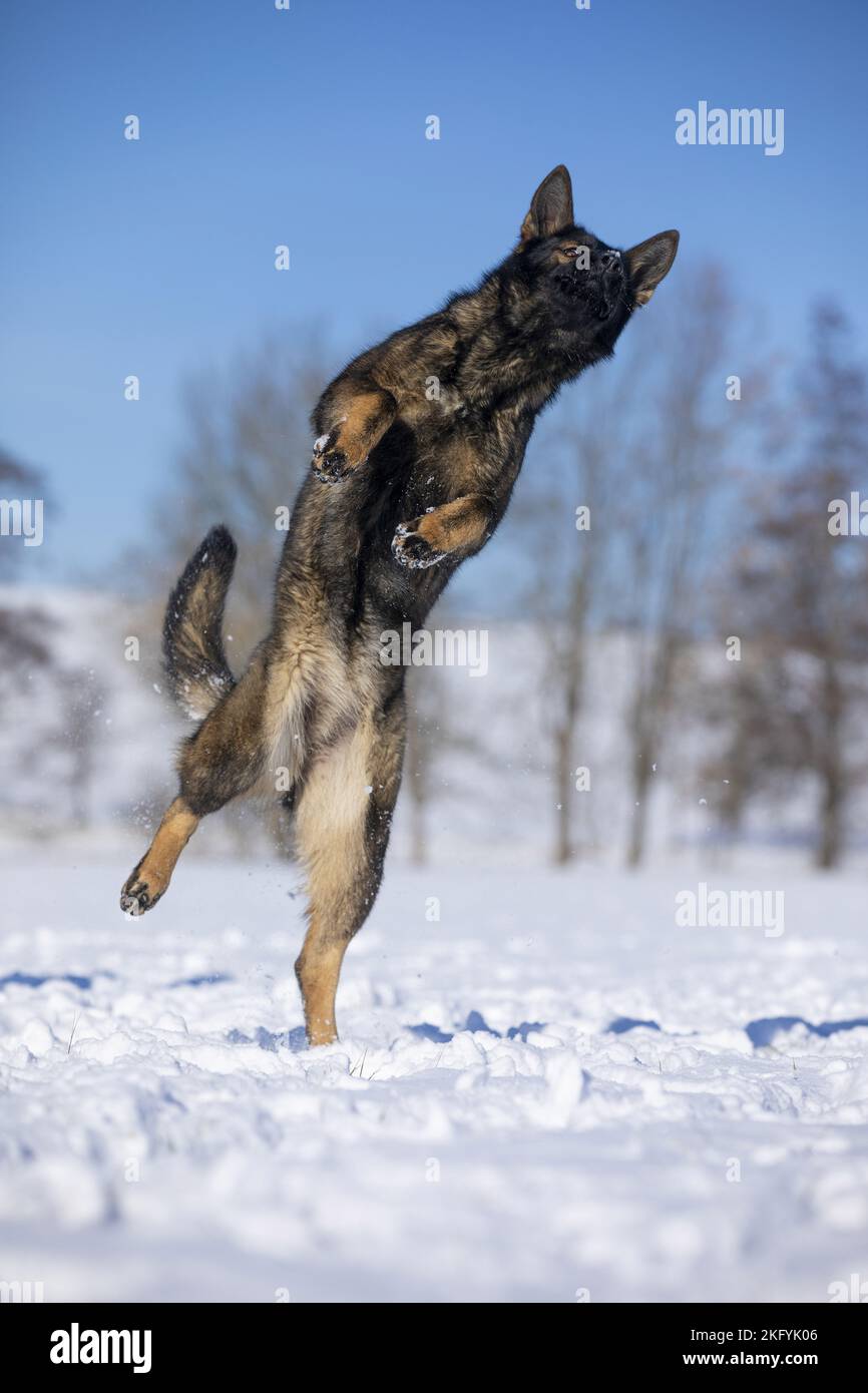 jumping German Shepherd Stock Photo - Alamy