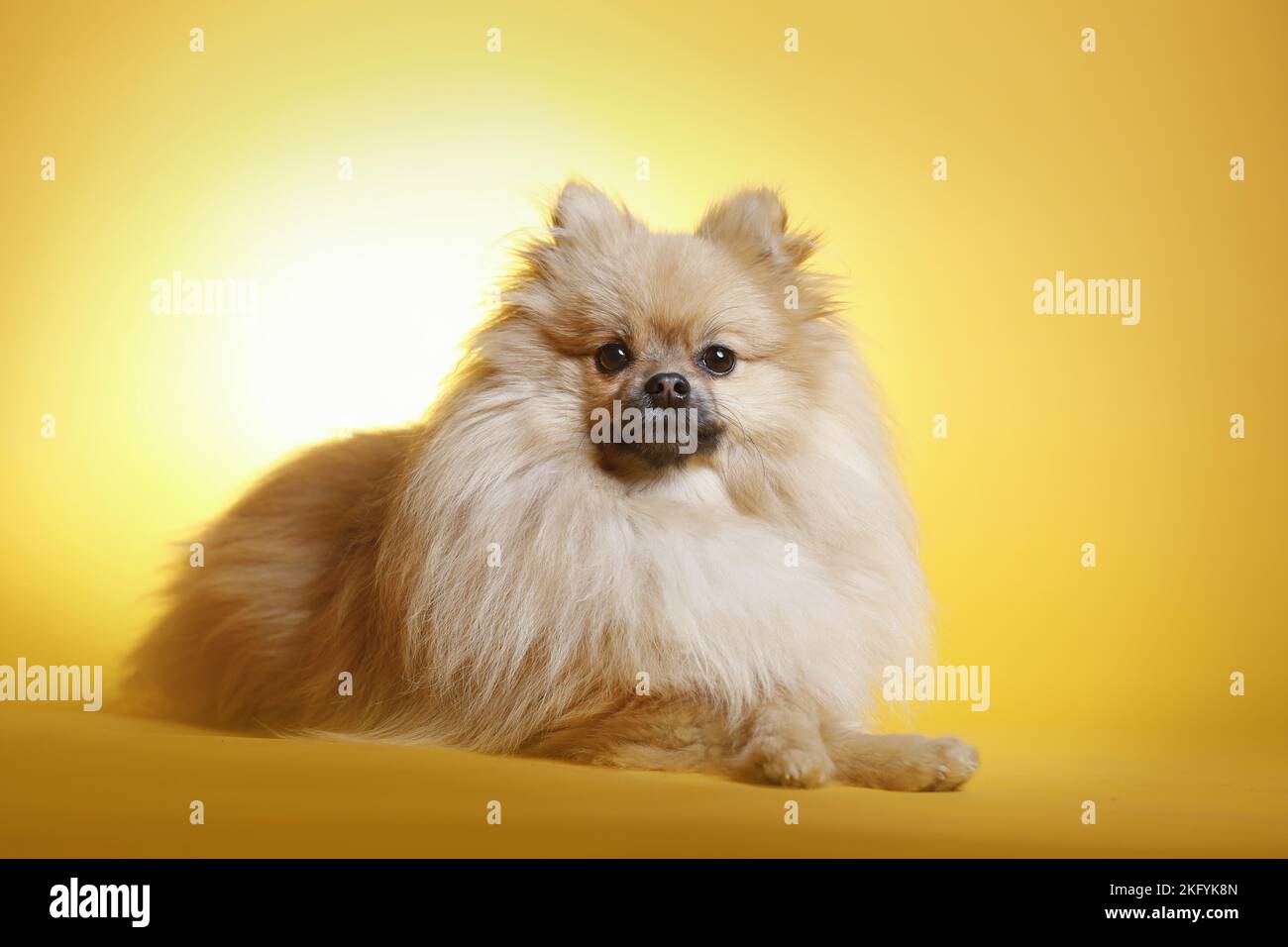 German spitz cross hi-res stock photography and images - Alamy