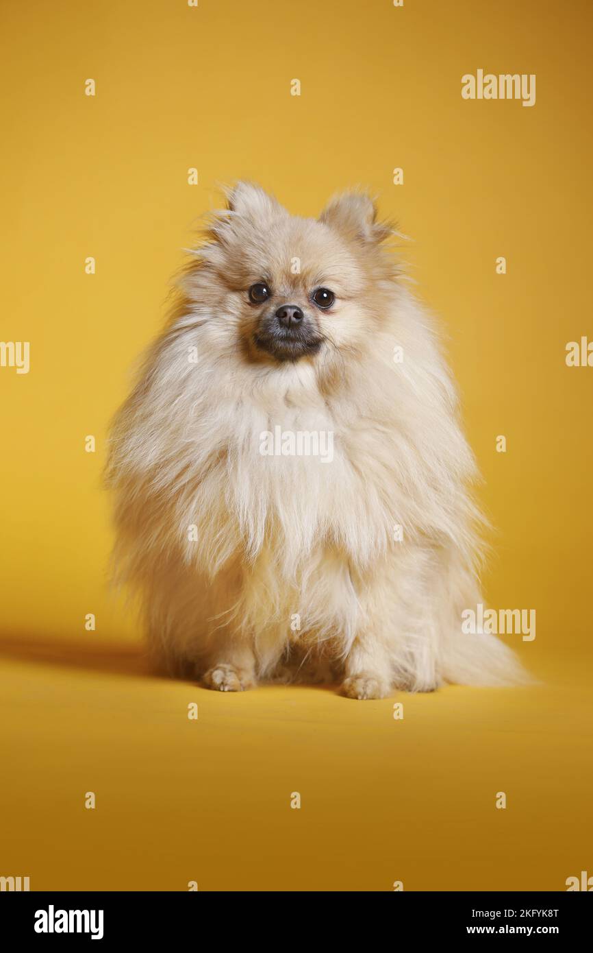 Dwarf pomeranians hi-res stock photography and images - Alamy