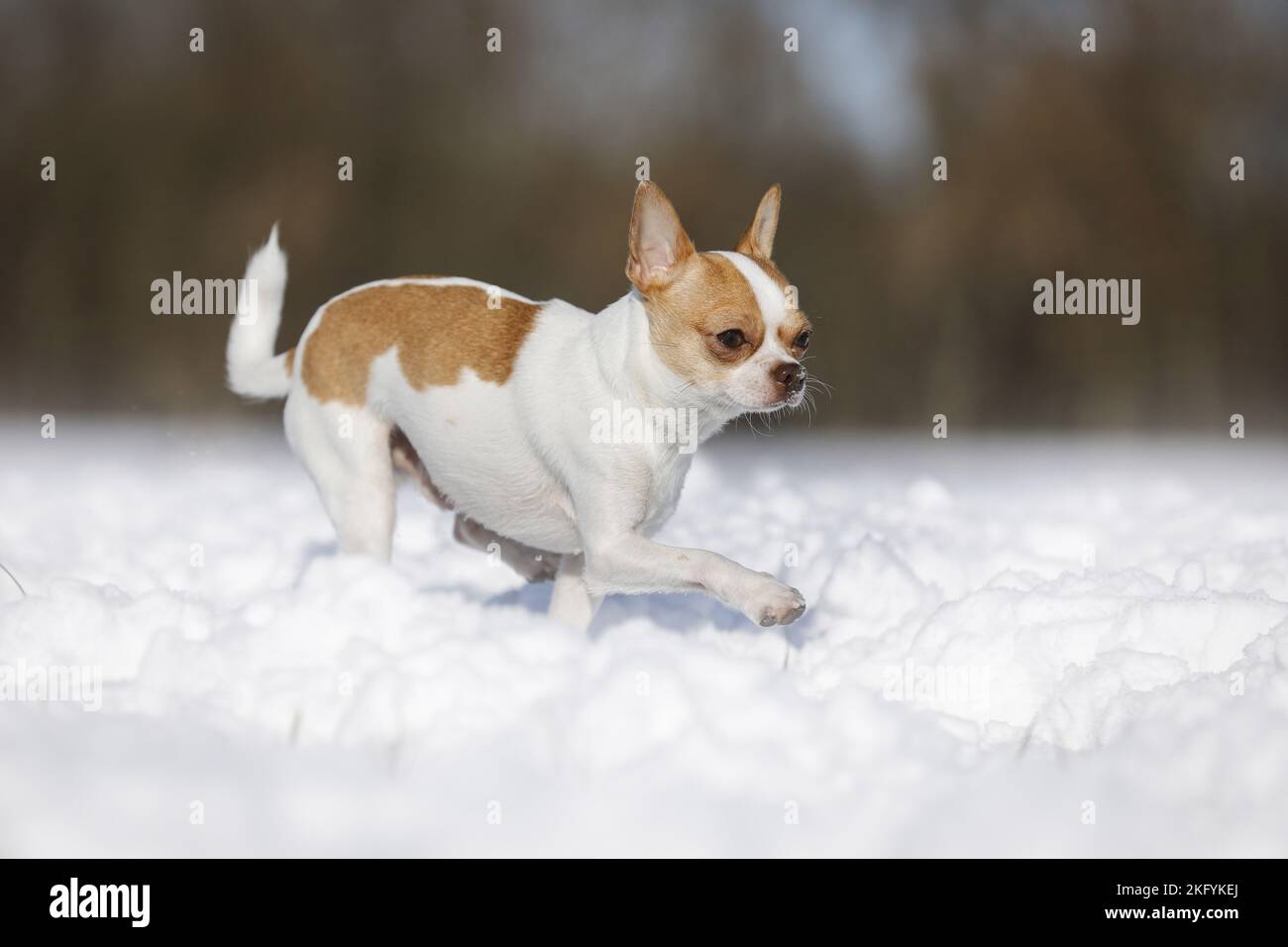 running shorthaired Chihuahua Stock Photo - Alamy