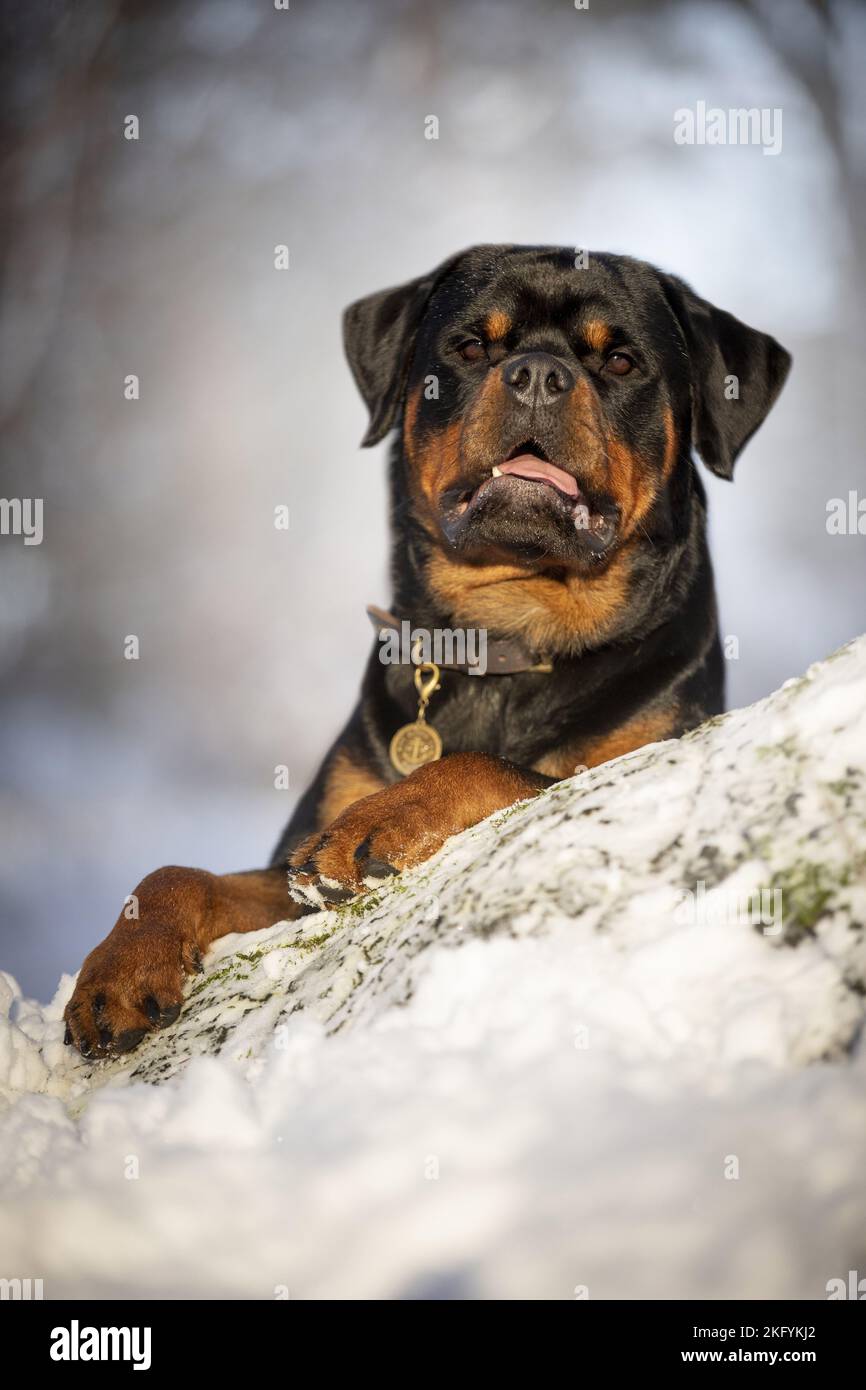 Rottweiler lies in the snow Stock Photo - Alamy