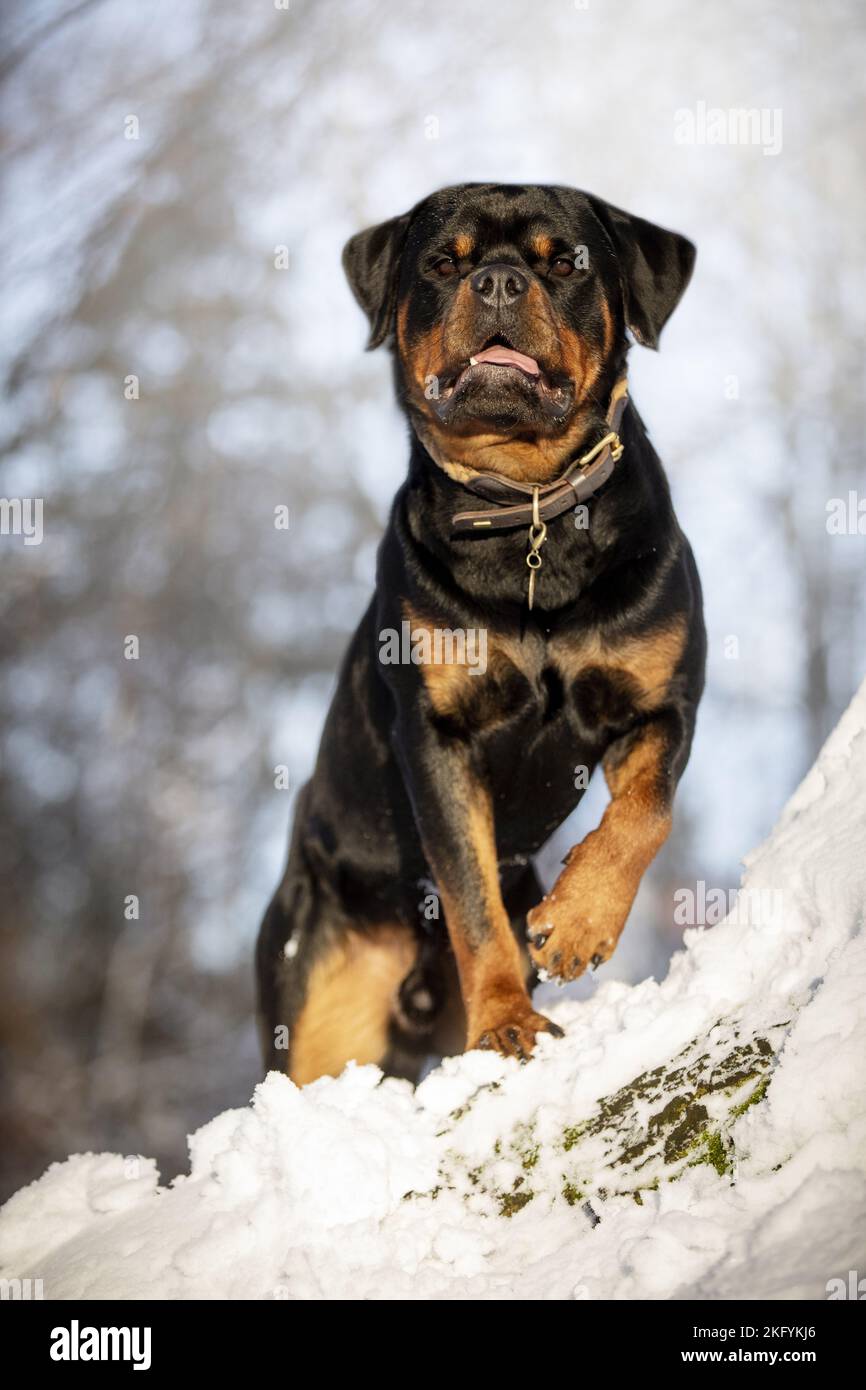 Rottweiler stands in the snow Stock Photo - Alamy