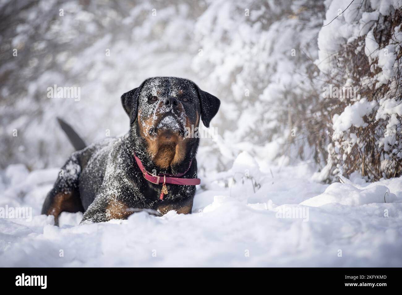 Rottweiler snow hi-res stock photography and images - Alamy