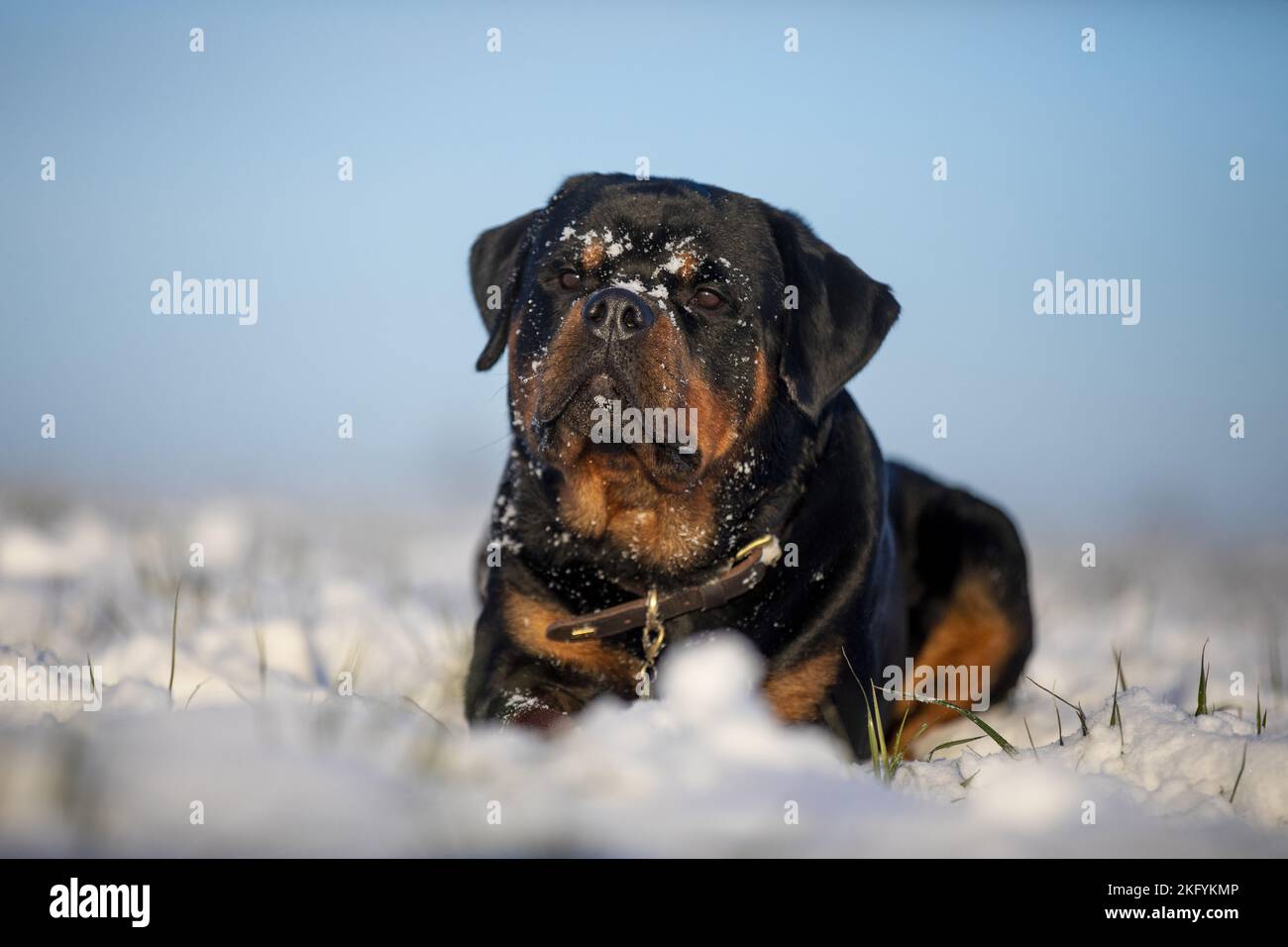 Rottweiler winter hi-res stock photography and images - Alamy