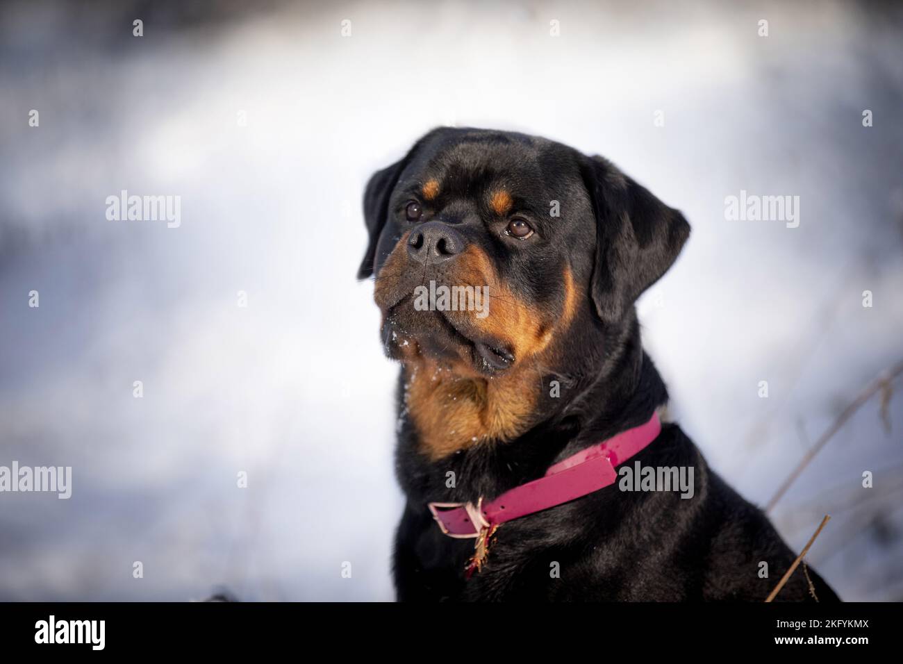 Rottweiler winter hi-res stock photography and images - Alamy