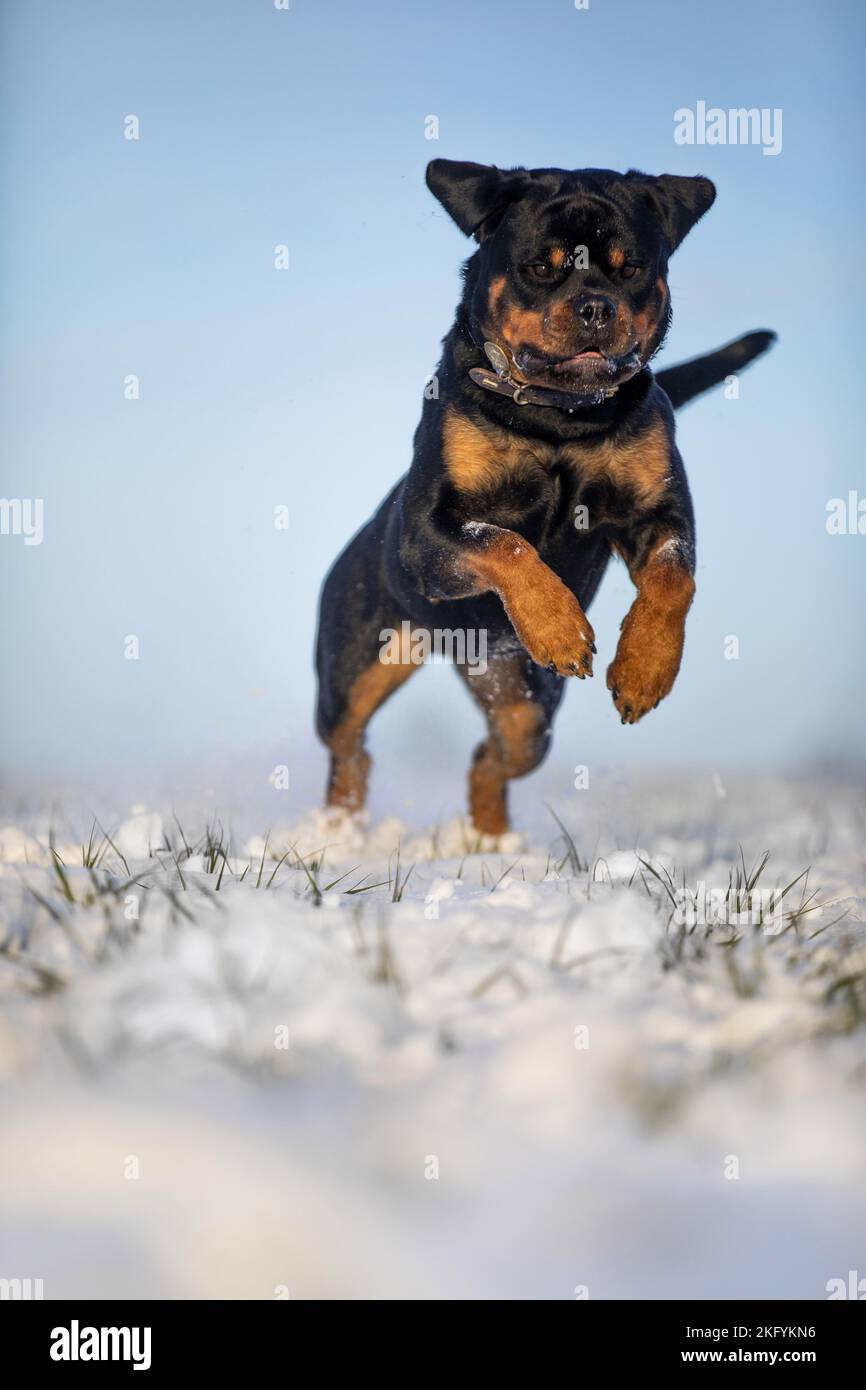 Rottweiler runs through the snow Stock Photo - Alamy
