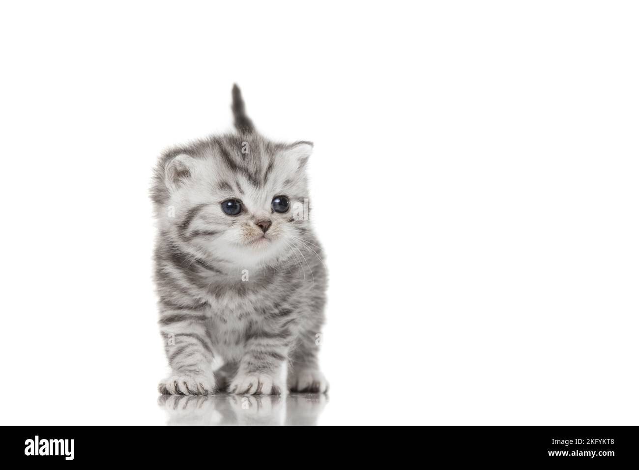 British Shorthair Kitten Stock Photo - Alamy