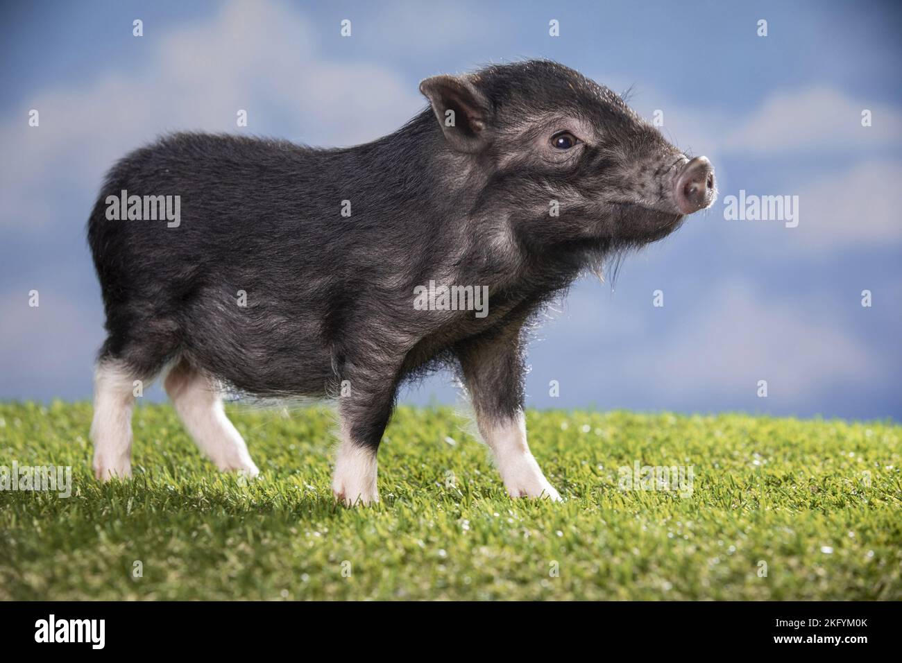 Micropigs hi-res stock photography and images - Alamy