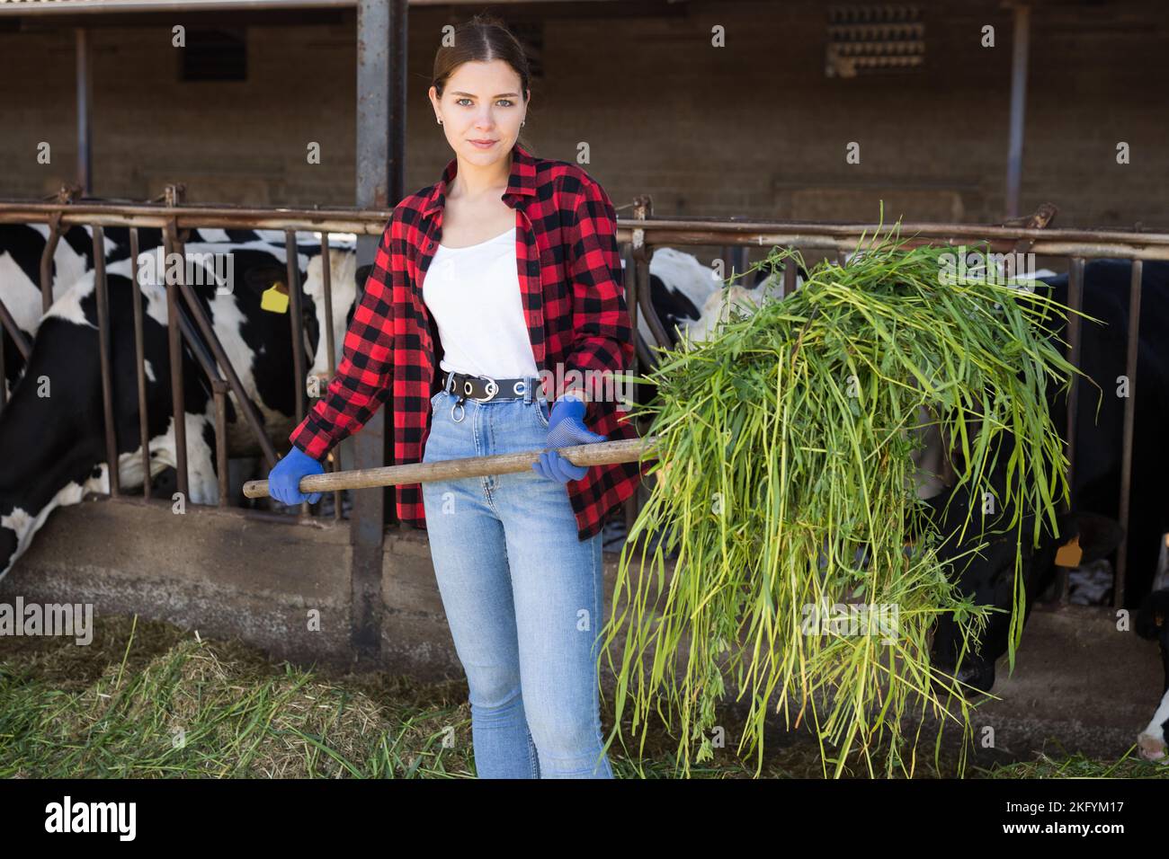 Young female farmer feeding cows with fresh grass in cowshed Stock ...